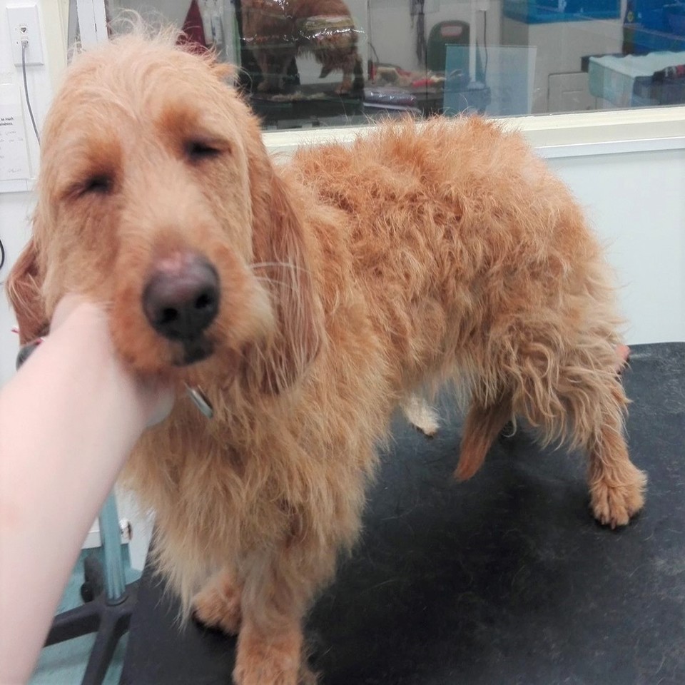 Shear Magic Grooming